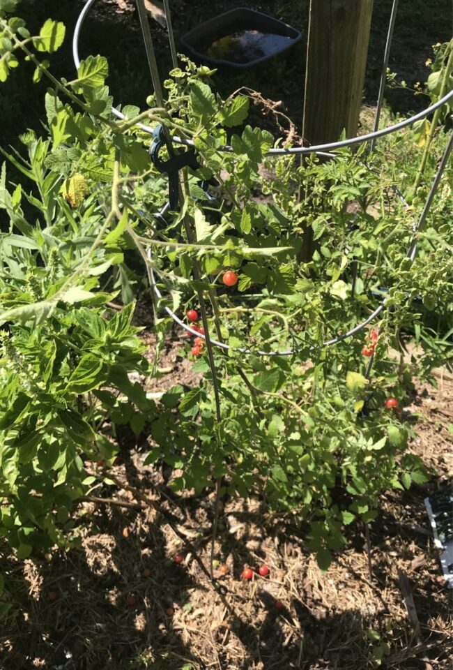 Wild Everglades Tomatoes - The Tiny Tomato that Keeps Producing During ...