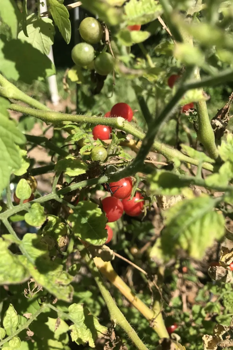 Wild Everglades Tomatoes - The Tiny Tomato that Keeps Producing During ...