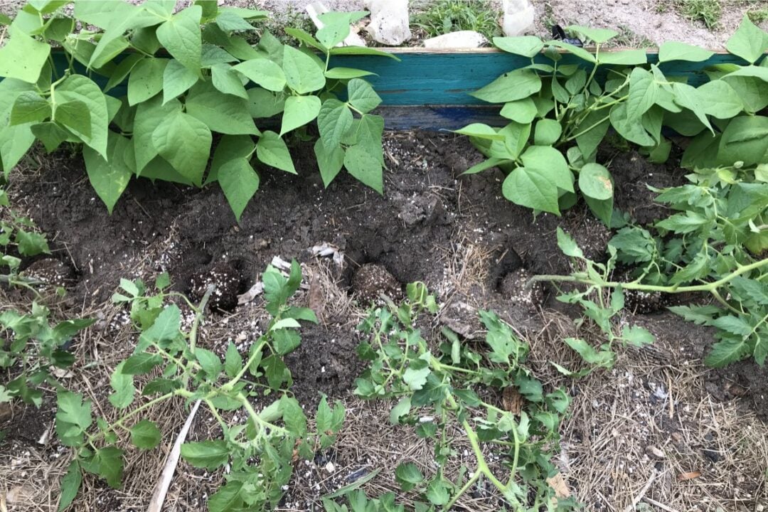 The Florida Weave: The Easy Trick for Fast, Cheap & Easy Tomato Supports