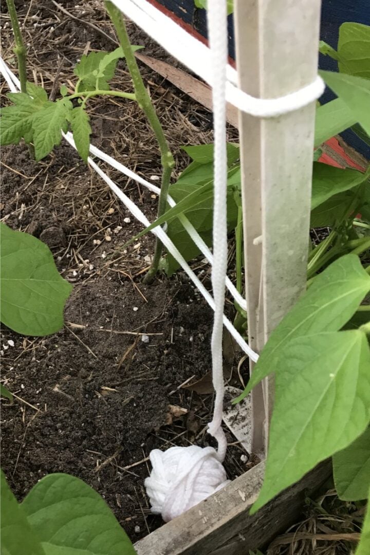 The Florida Weave: The Easy Trick for Fast, Cheap & Easy Tomato Supports