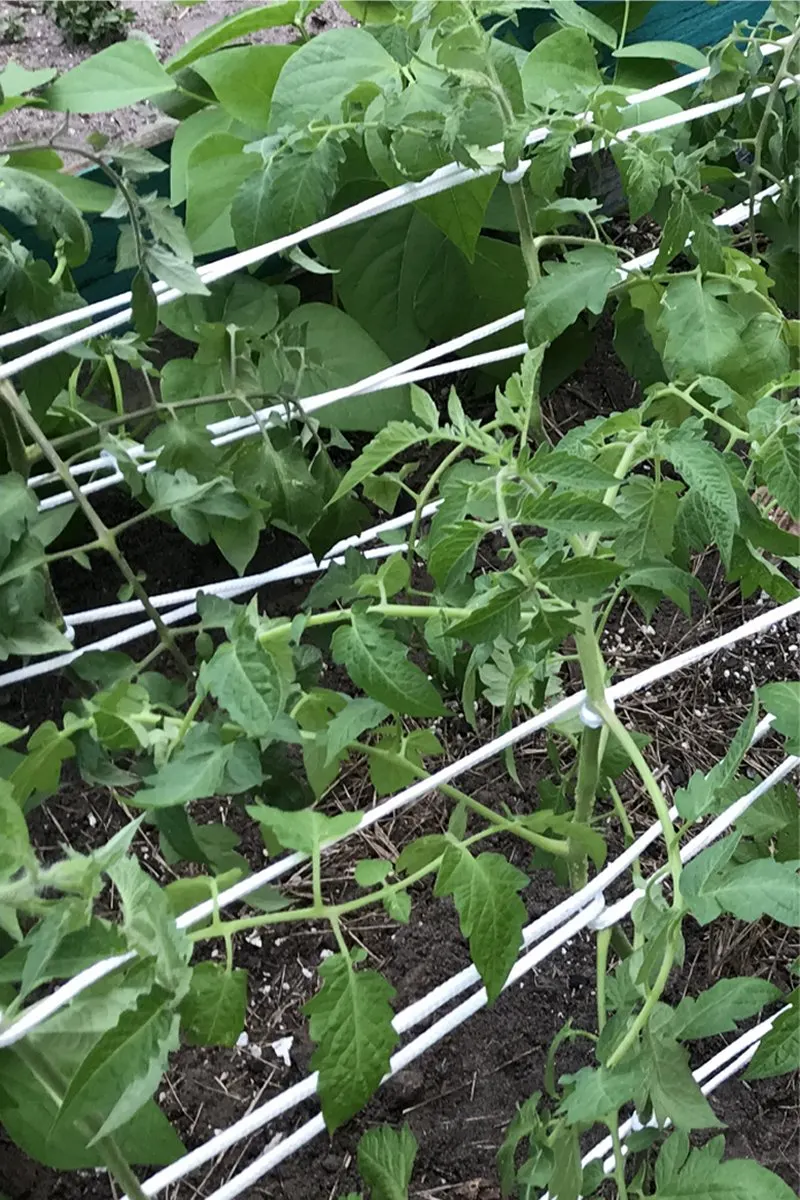 The Florida Weave: The Easy Trick for Fast, Cheap & Easy Tomato Supports