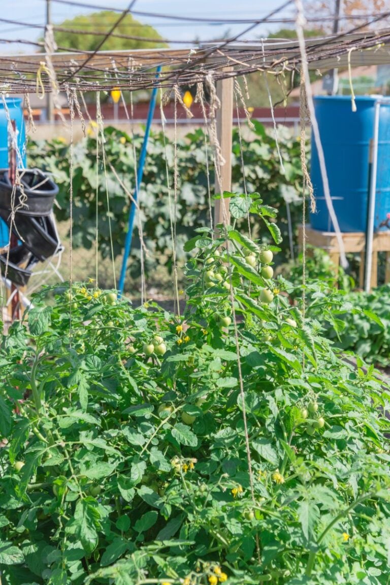 The Florida Weave: The Easy Trick for Fast, Cheap & Easy Tomato Supports