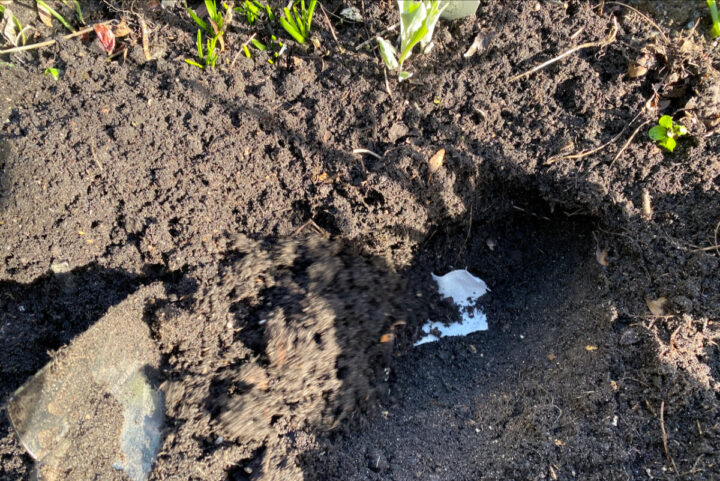 Does Your Soil Pass the Underwear Test?