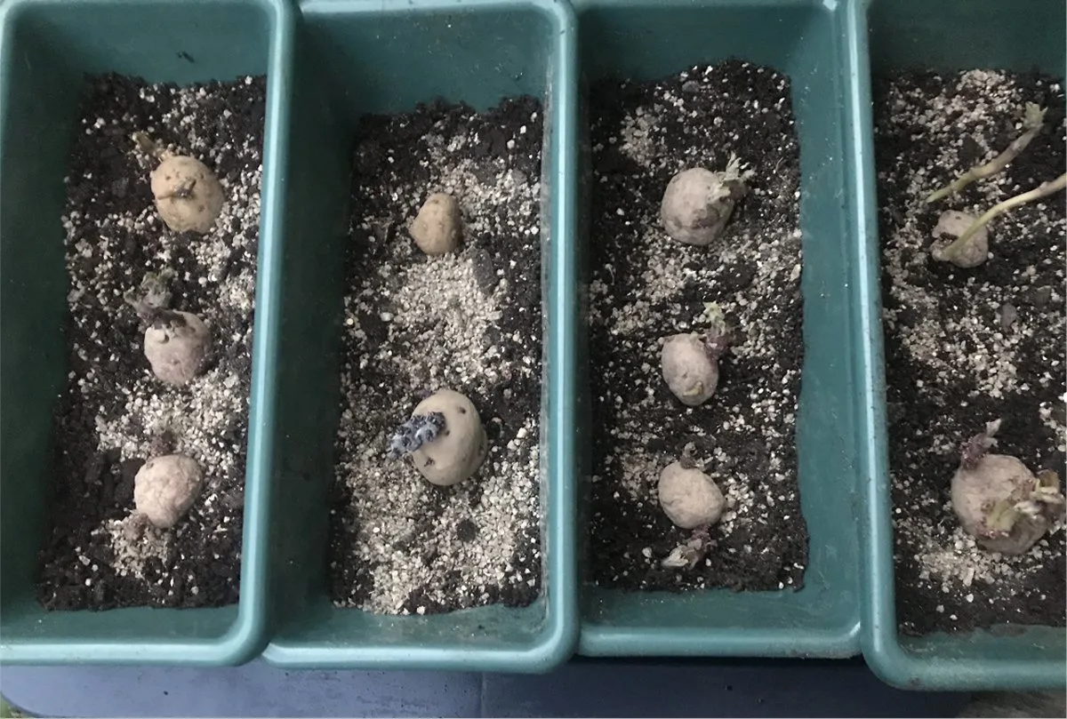 Stop Paying for Seed Potatoes: Grow from Spud Sprouts Instead!