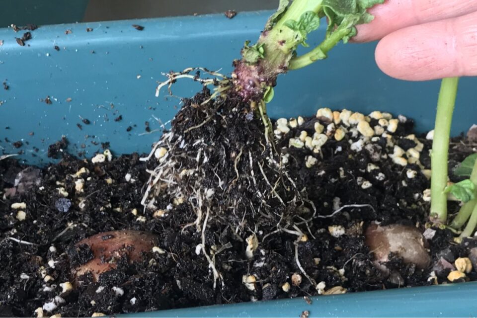 Stop Paying for Seed Potatoes: Grow from Spud Sprouts Instead!