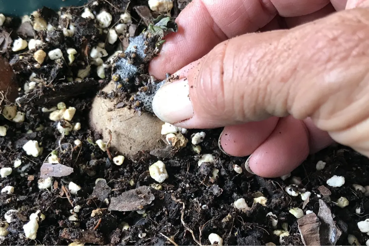Stop Paying for Seed Potatoes: Grow from Spud Sprouts Instead!