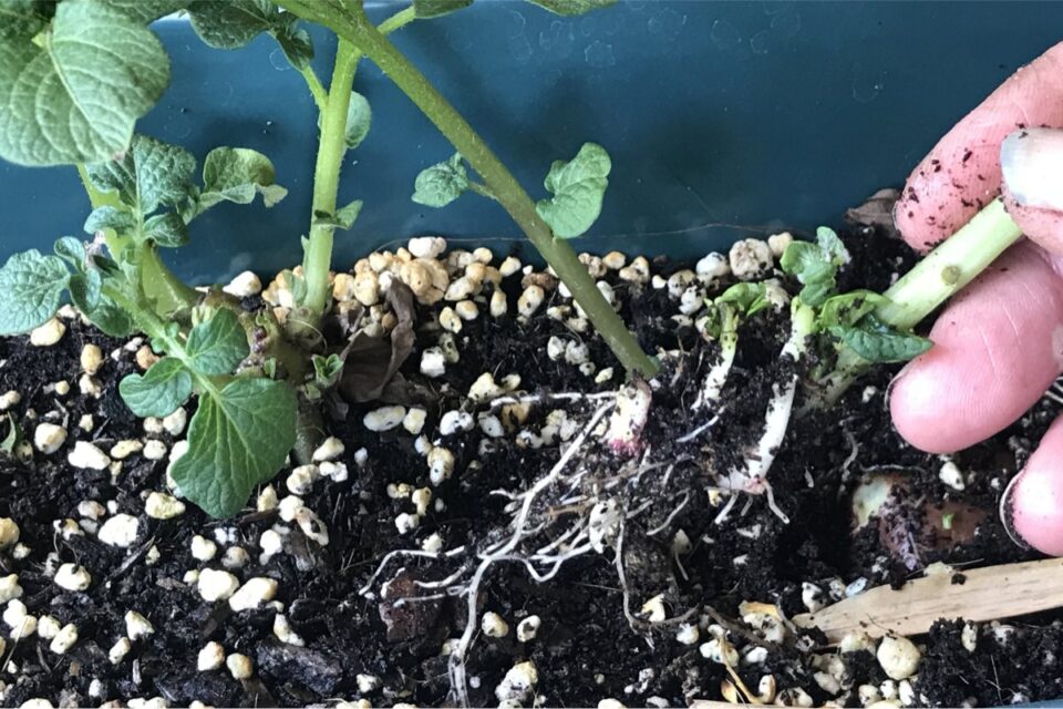 Stop Paying for Seed Potatoes: Grow from Spud Sprouts Instead!