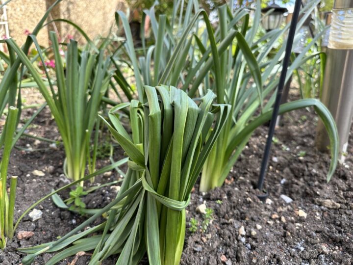 What to Do After Your Daffodils Bloom