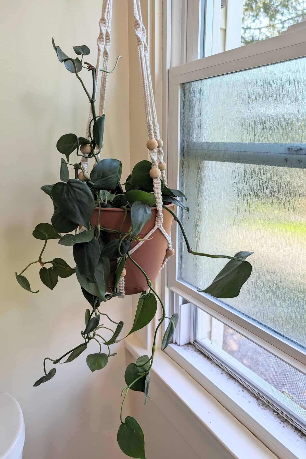 The Genius Hairpin Trick To Grow Fuller Houseplants