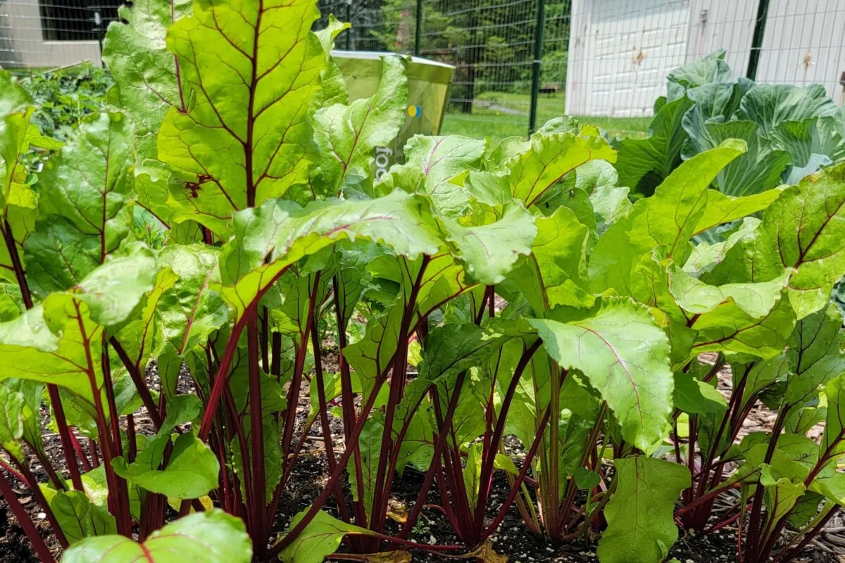 9 Vegetables You Can Still Sow for a Late Spring Garden