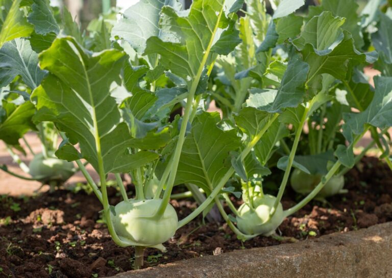 9 Vegetables You Can Still Sow for a Late Spring Garden