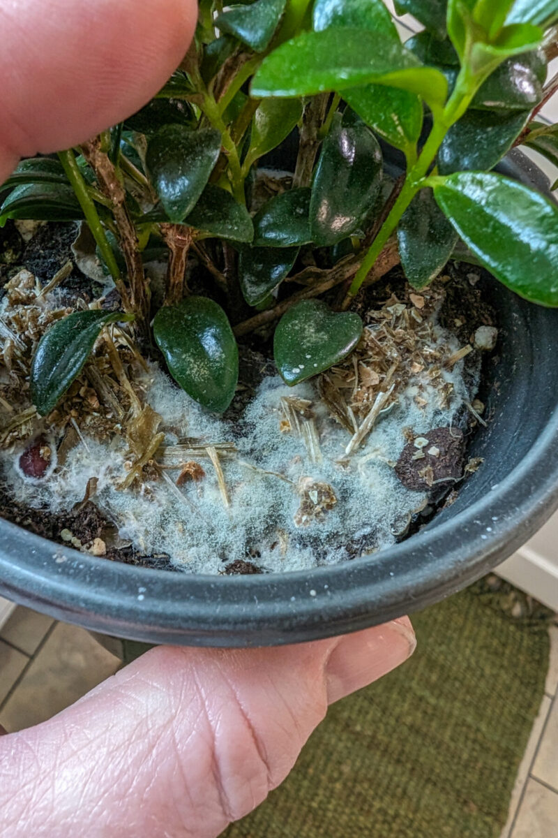 The Lomi Composter – I Tried It & This Is What I Really Thought