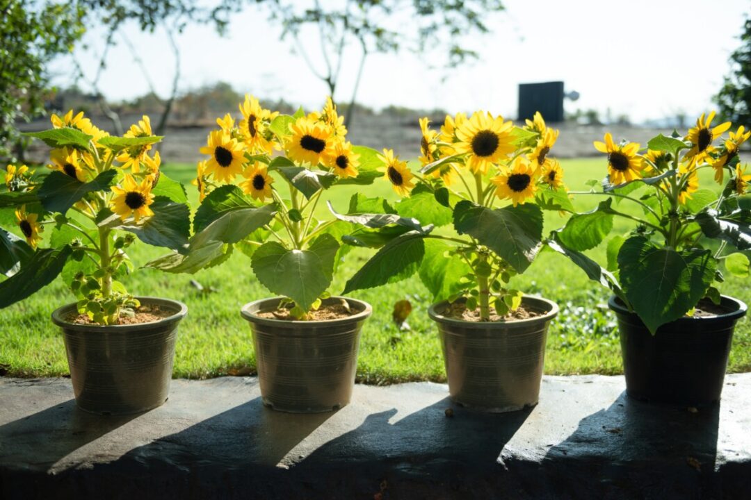 The Right Way to Grow Sunflowers