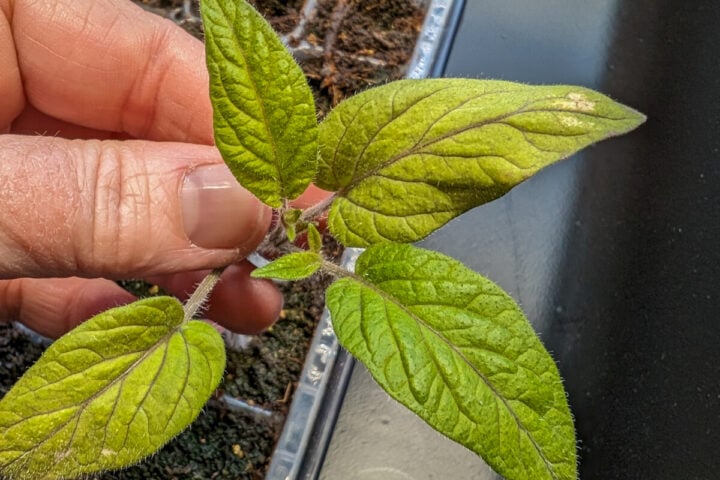Help! My Tomato Seedlings are Purple! (Fix Them Quickly & Easily)