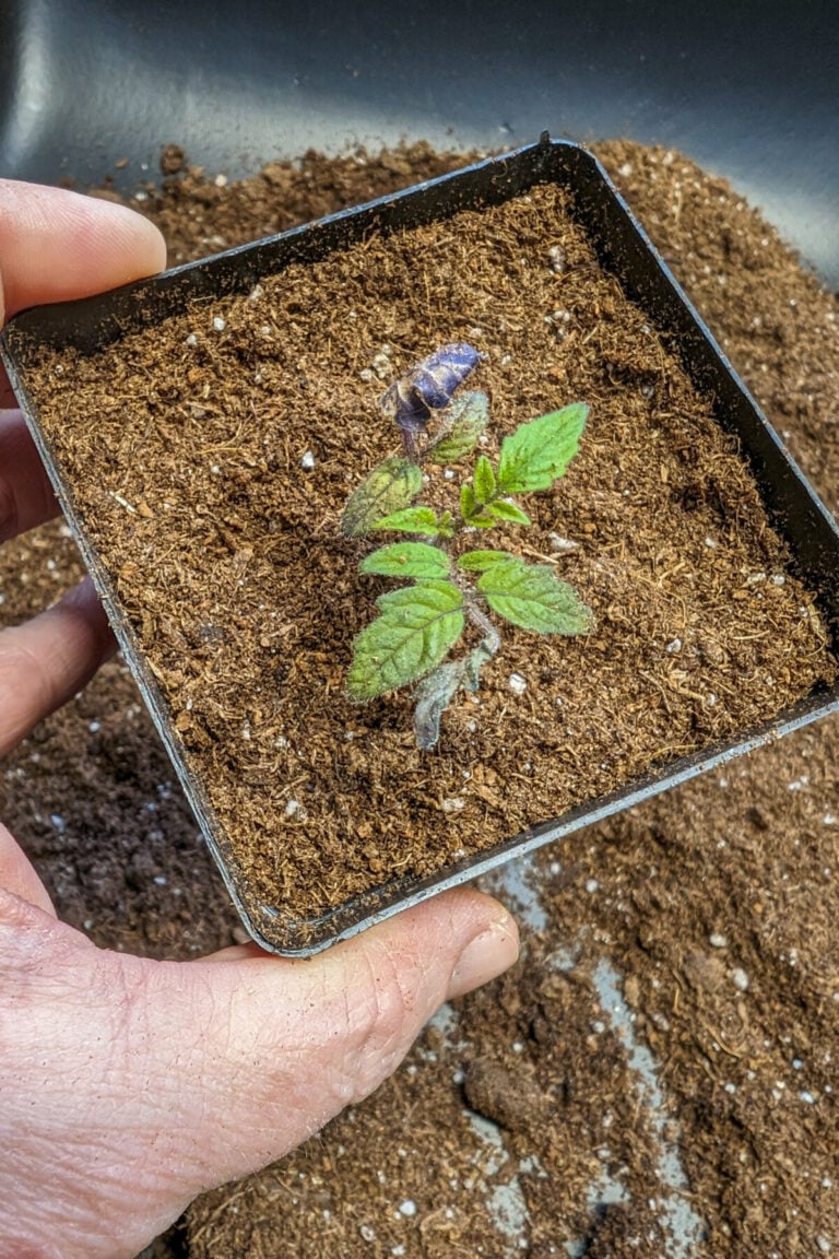 Help! My Tomato Seedlings are Purple! (Fix Them Quickly & Easily)