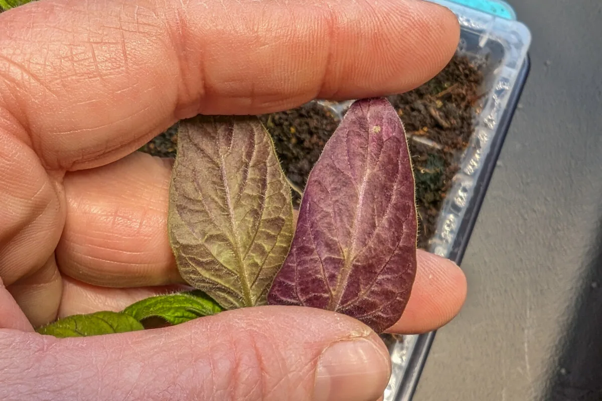Help! My Tomato Seedlings are Purple! (Fix Them Quickly & Easily)
