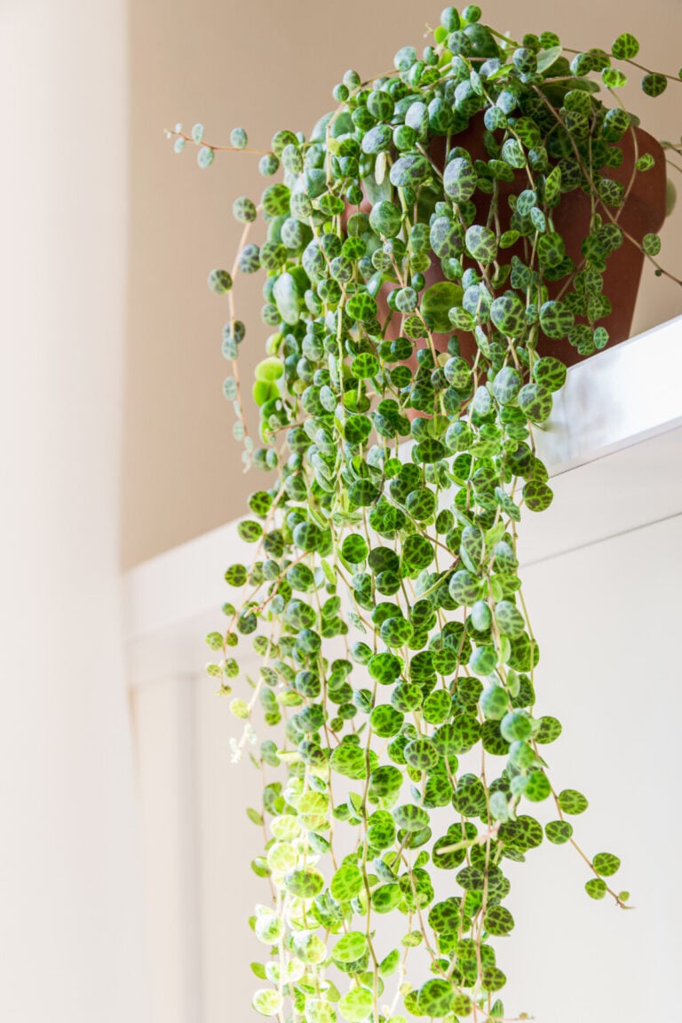 10 Best Trailing Houseplants for Hanging Displays