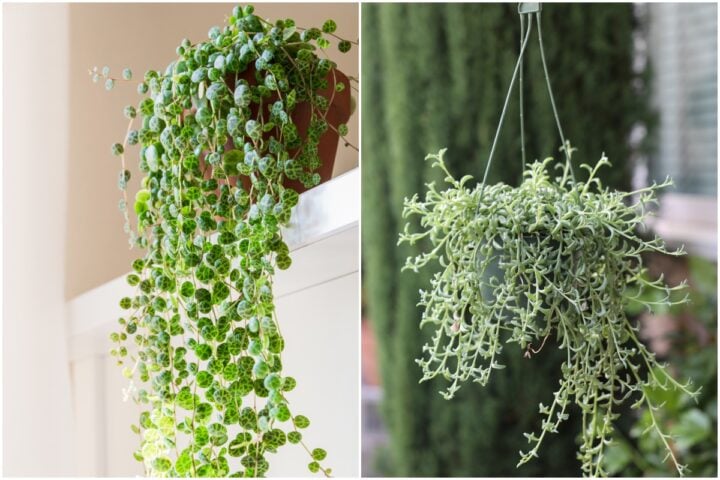 10 Best Trailing Houseplants for Hanging Displays