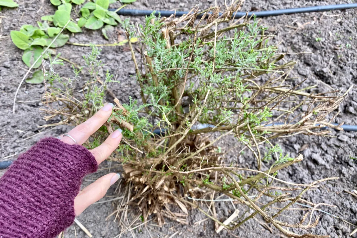 6 Perennial Pruning Mistakes To Avoid At All Costs