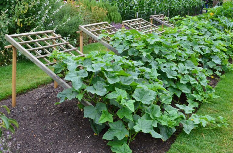 12 DIY Cucumber Trellis & Support Ideas