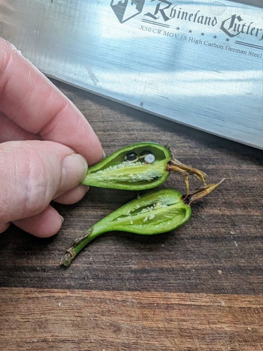 How to Collect & Grow Daffodils from Seed (& Why You Should Try It)