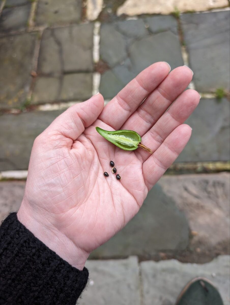 How to Collect & Grow Daffodils from Seed (& Why You Should Try It)