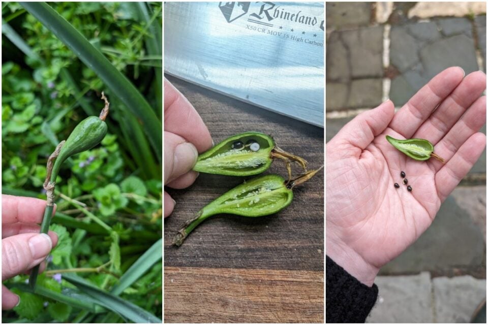 How to Collect & Grow Daffodils from Seed (& Why You Should Try It)