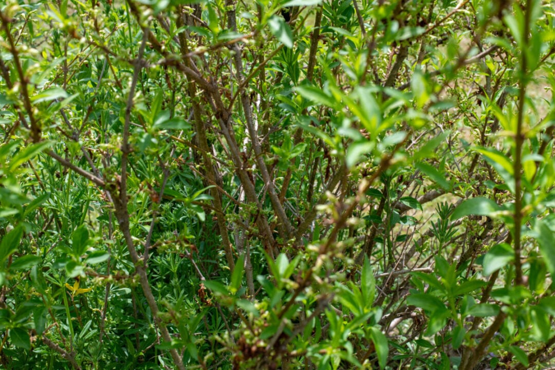 The One Thing Every Forsythia Owner Needs to Do In May