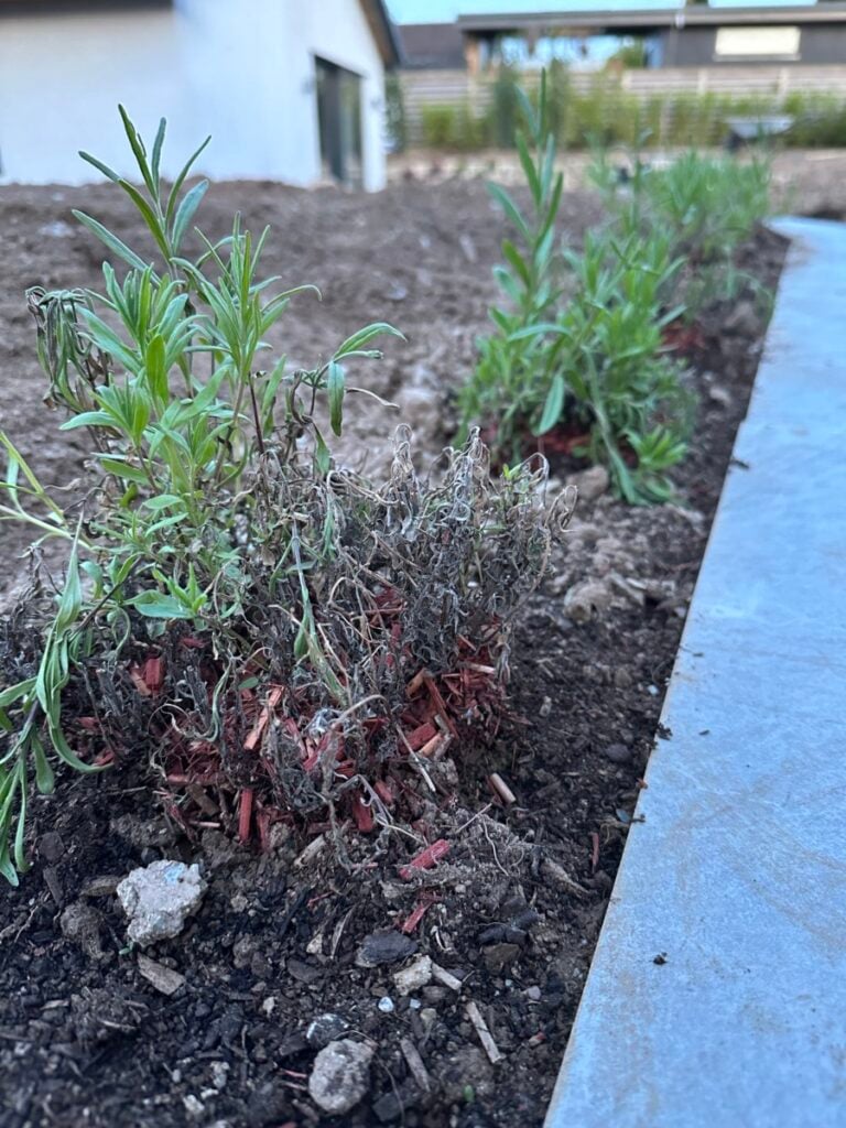 5 Lavender Mistakes That Could Seriously Harm Your Plant