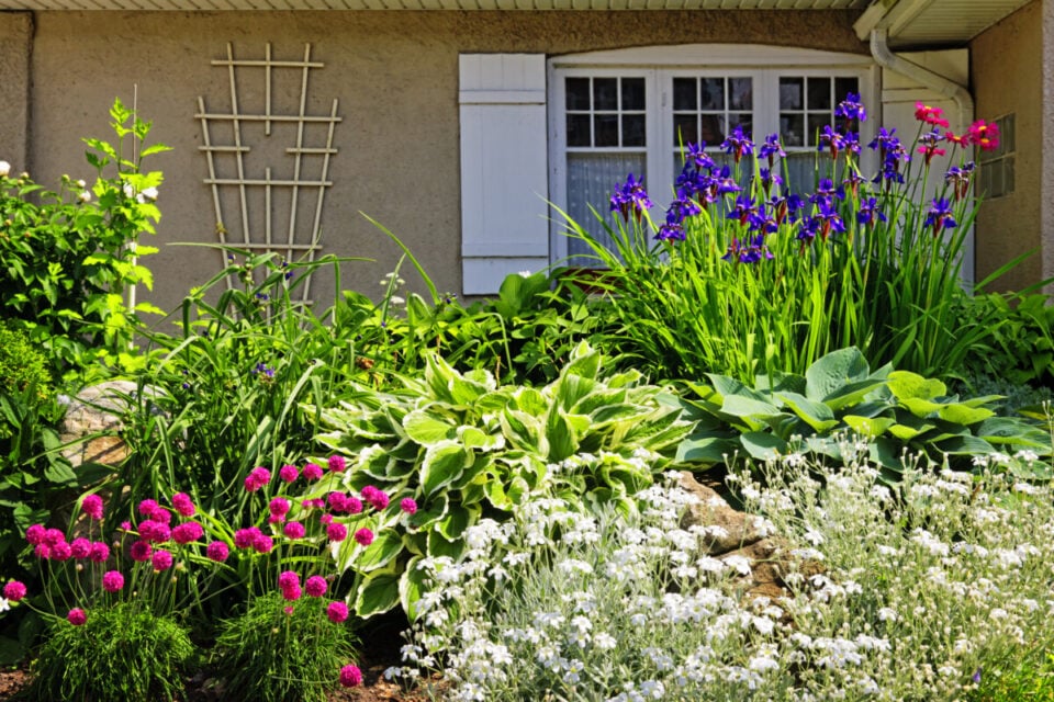9 Long-Lived Perennials That Could Live For 100+ Years