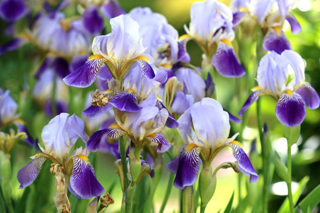 9 Long-Lived Perennials That Could Live For 100+ Years