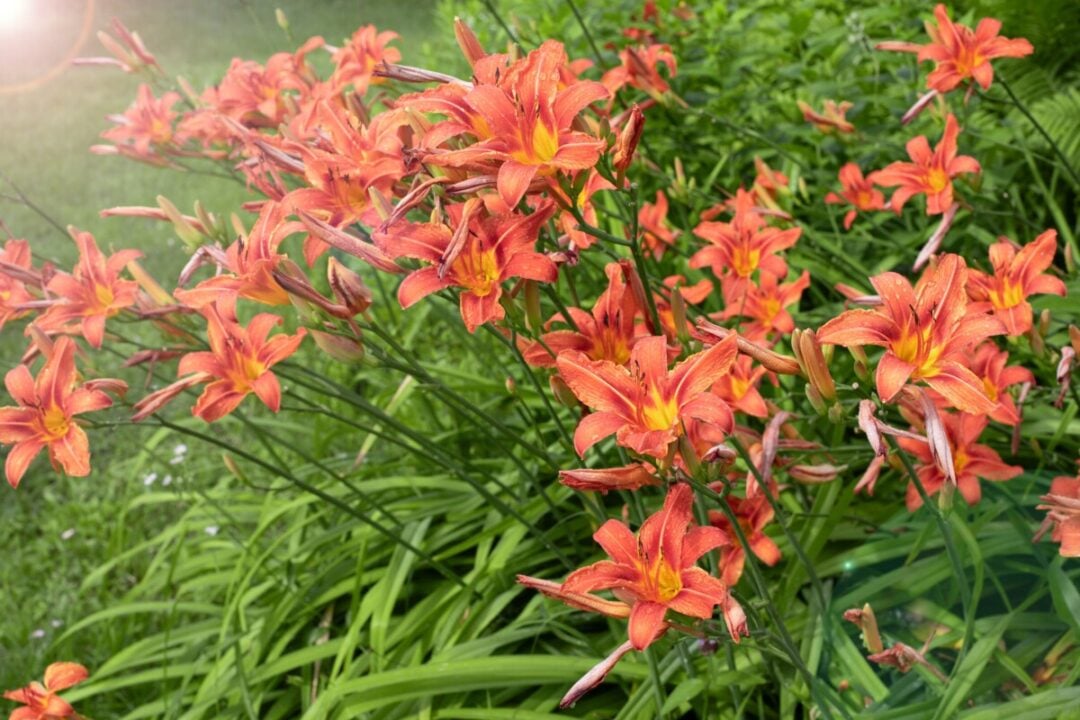 9 Long-Lived Perennials That Could Live For 100+ Years