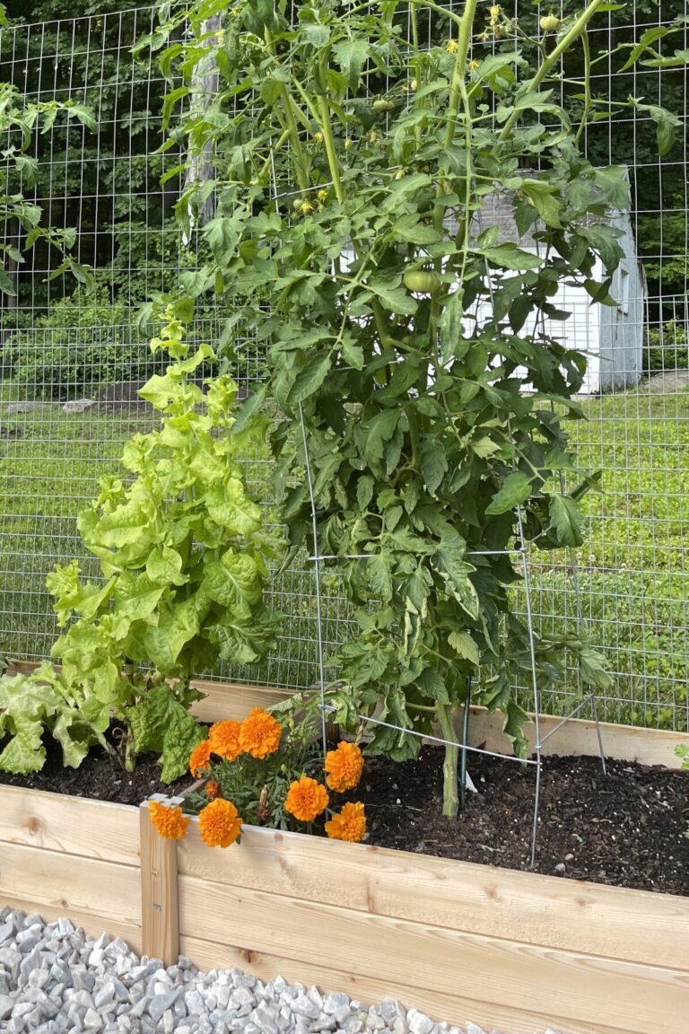How Planting Marigolds with Tomatoes Solves Most of Your Tomato Problems