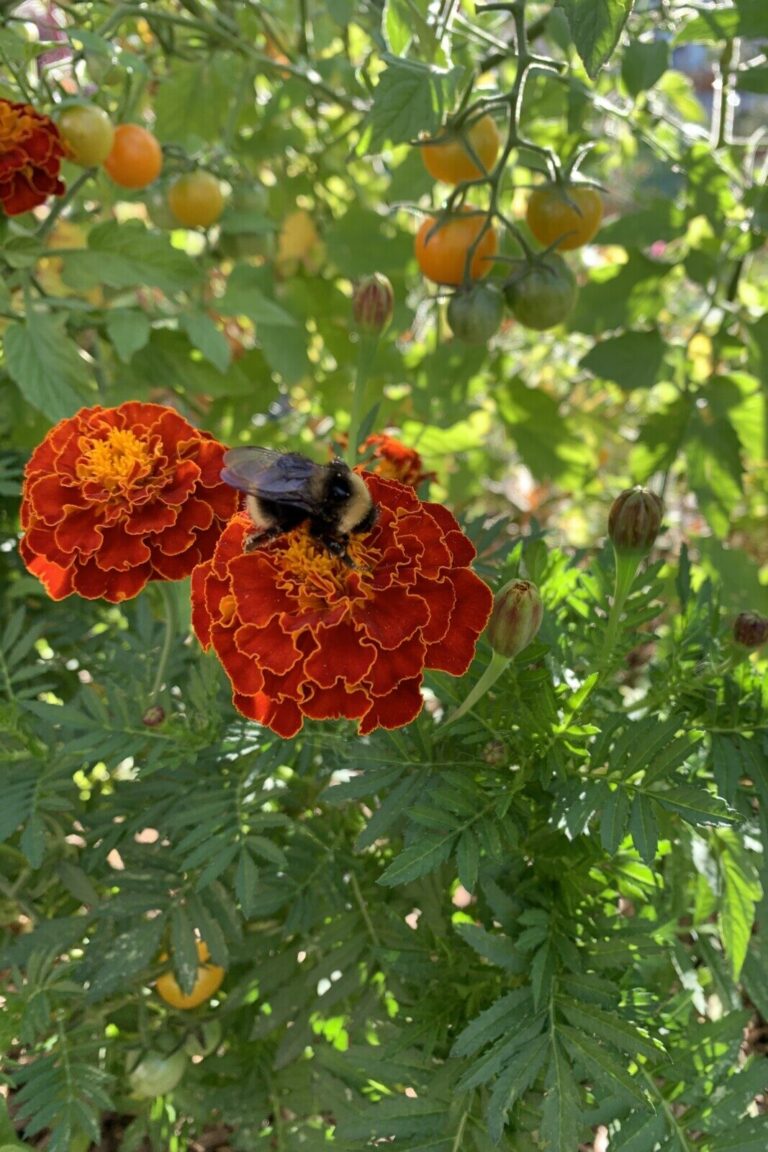 How Planting Marigolds with Tomatoes Solves Most of Your Tomato Problems