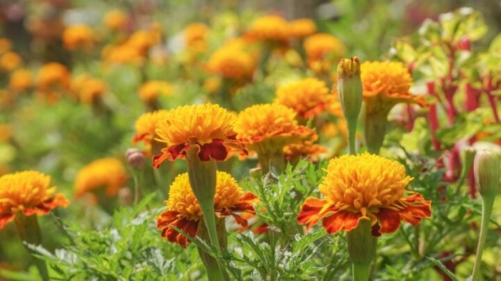 How Planting Marigolds with Tomatoes Solves Most of Your Tomato Problems