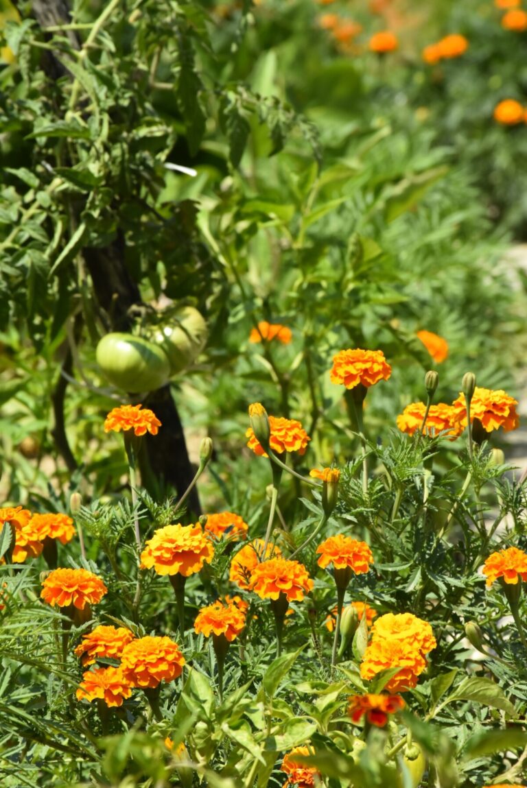 How Planting Marigolds with Tomatoes Solves Most of Your Tomato Problems