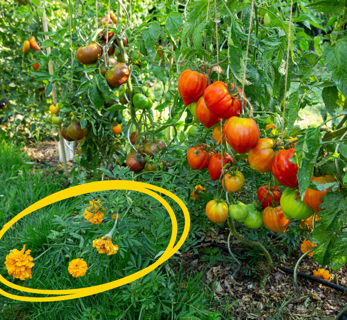 How Planting Marigolds with Tomatoes Solves Most of Your Tomato Problems