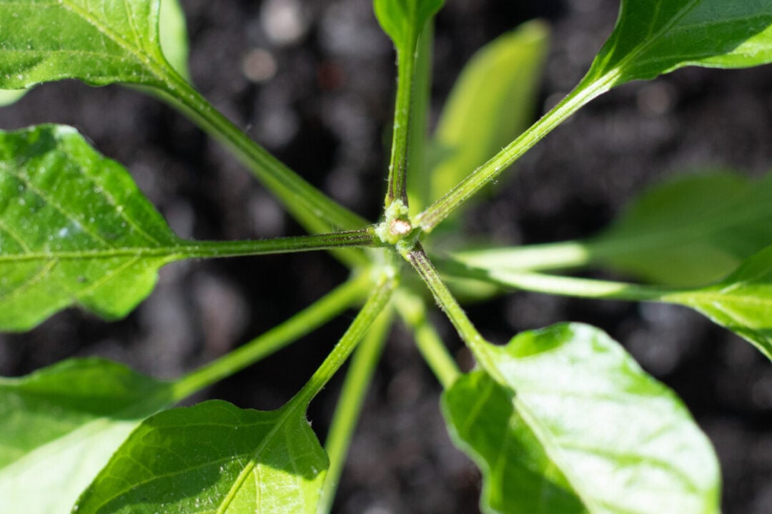 Why You Need to Top Your Pepper Plants & How to Do It