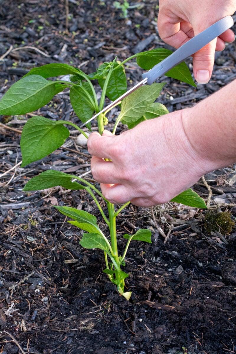 Why You Need to Top Your Pepper Plants & How to Do It