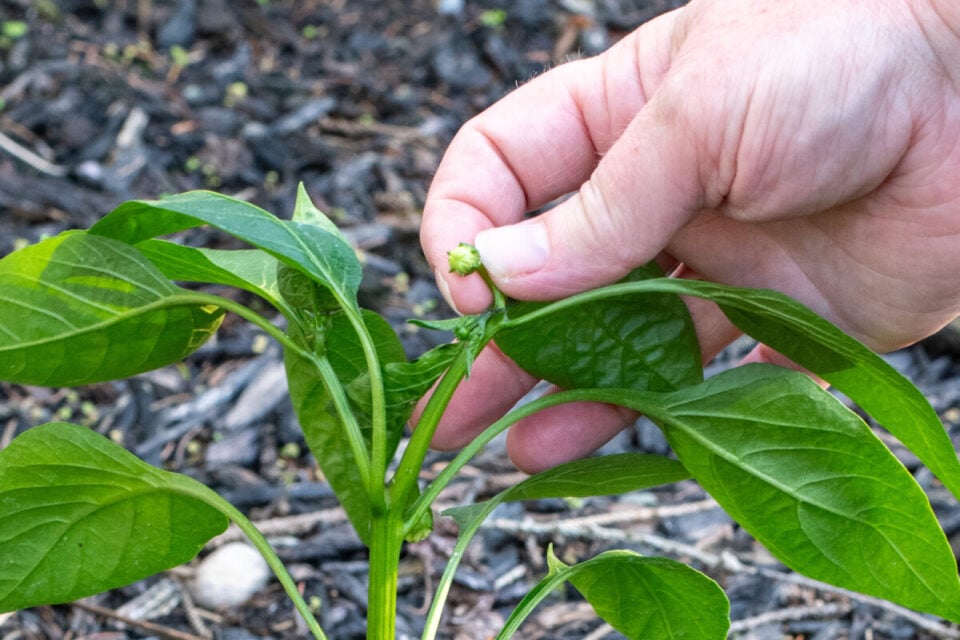 Why You Need to Top Your Pepper Plants & How to Do It