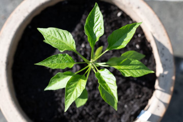Why You Need to Top Your Pepper Plants & How to Do It