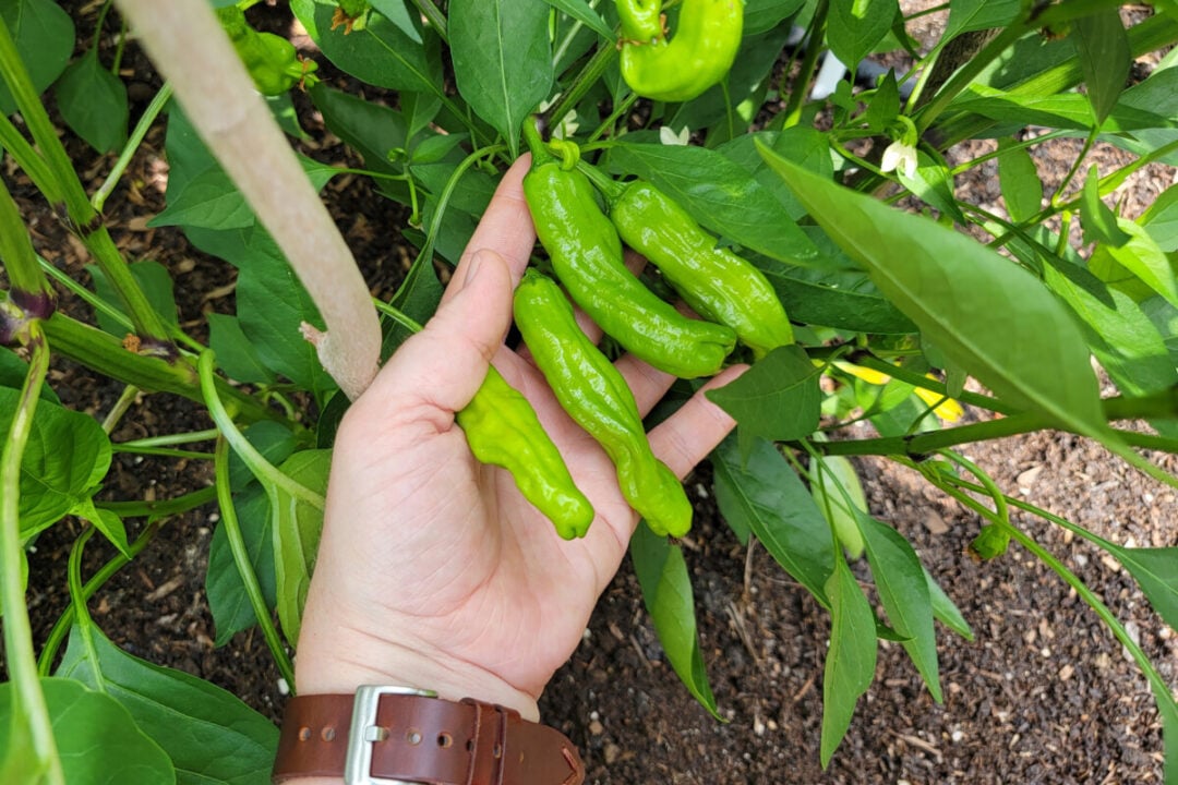 Why You Need to Top Your Pepper Plants & How to Do It