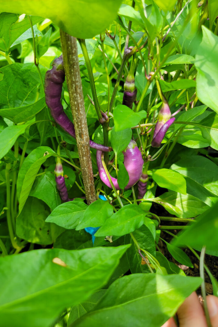 Why You Need to Top Your Pepper Plants & How to Do It