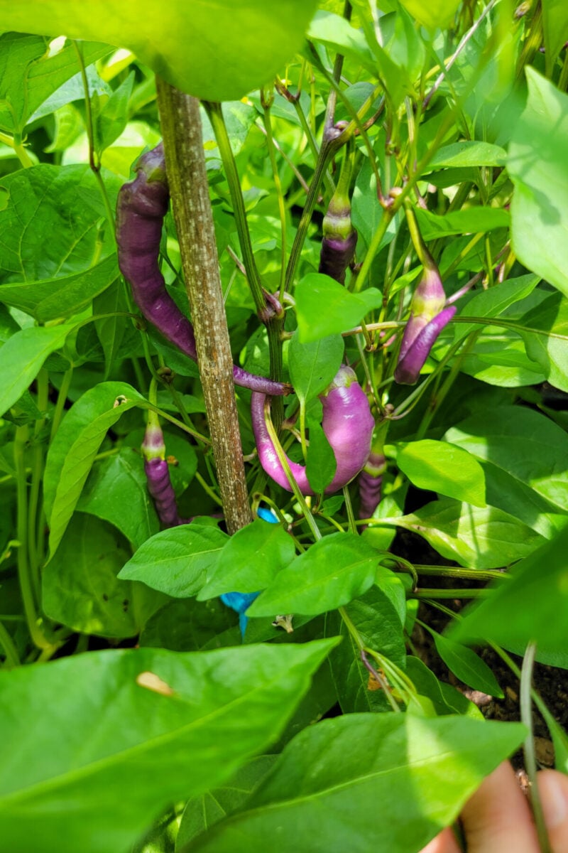 Why You Need to Top Your Pepper Plants & How to Do It