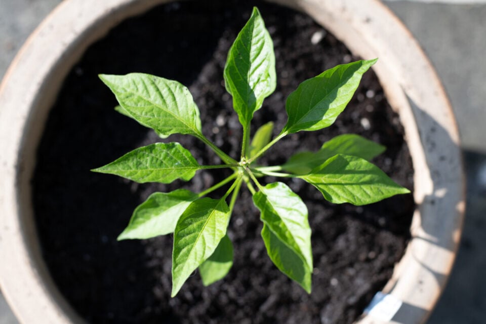 Why You Need to Top Your Pepper Plants & How to Do It
