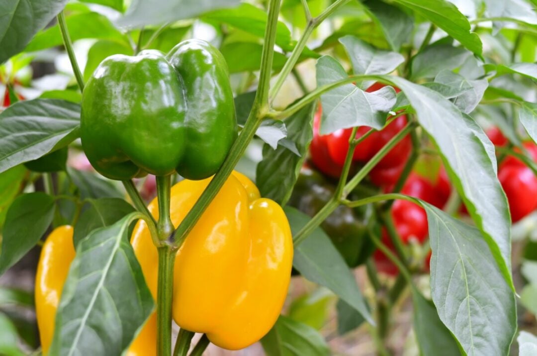Why You Need to Top Your Pepper Plants & How to Do It