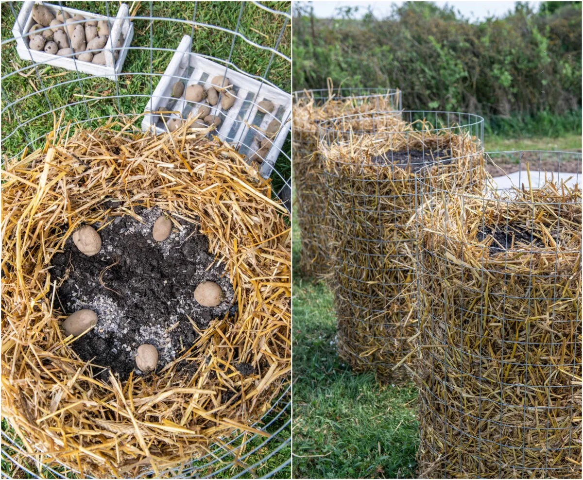 21 Genius Ideas For Growing Sacks Of Potatoes In Tiny Spaces