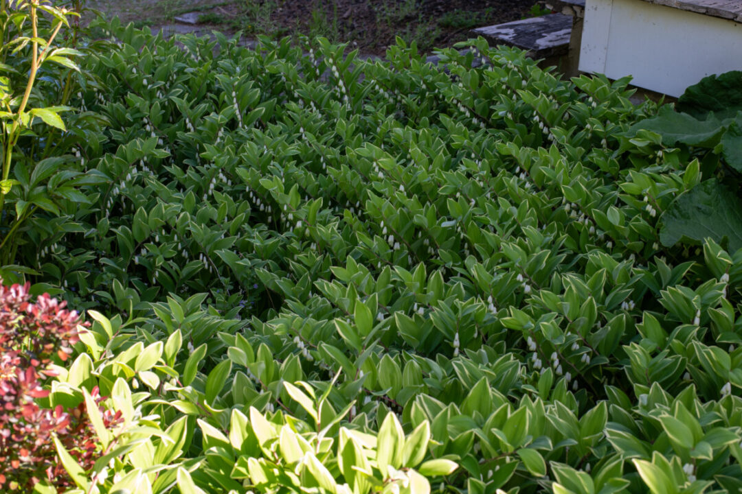 Solomon’s Seal – 3 Reasons to Grow this Shade-Loving Perennial