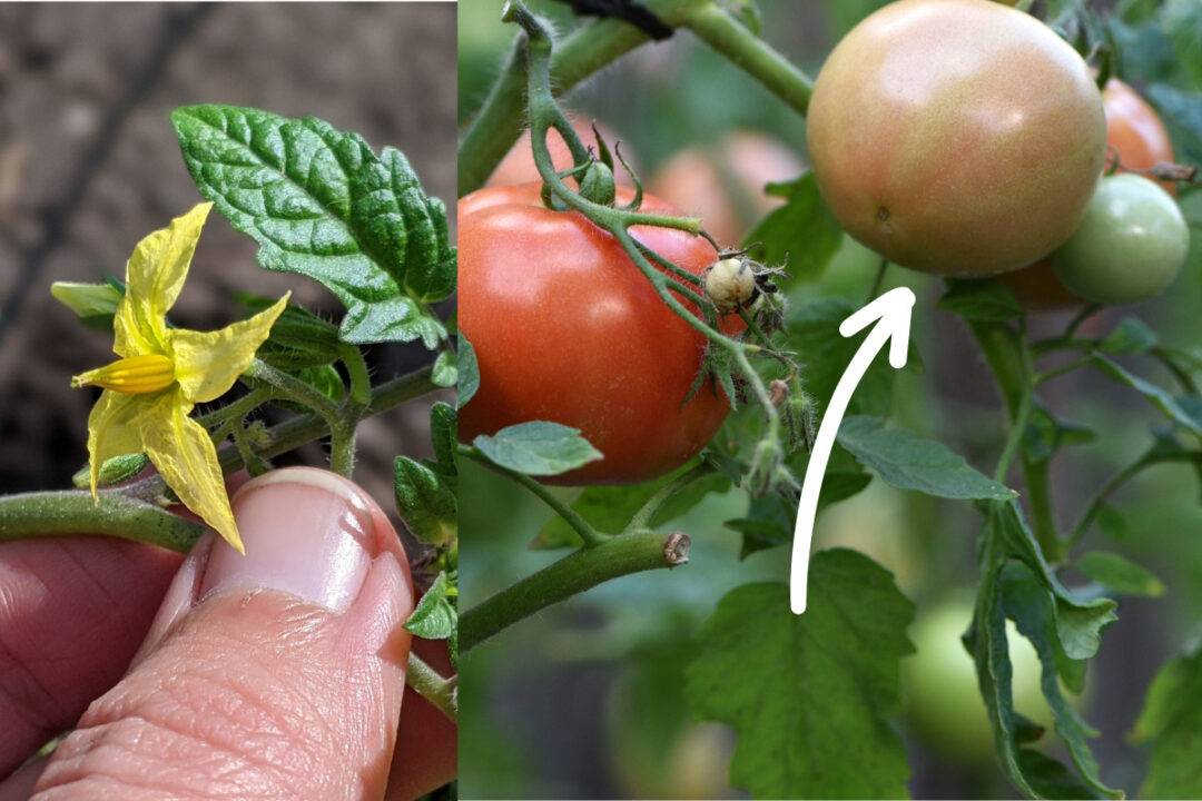 3 Silent Tomato Problems That Prevent Big Yields