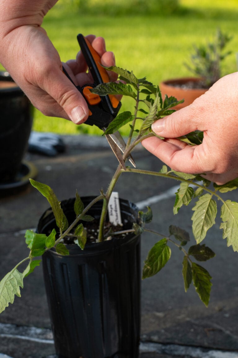 The Problem with Topping Tomatoes